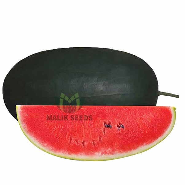 Watermelon Varieties | A.R. Malik Seeds Pvt. Ltd