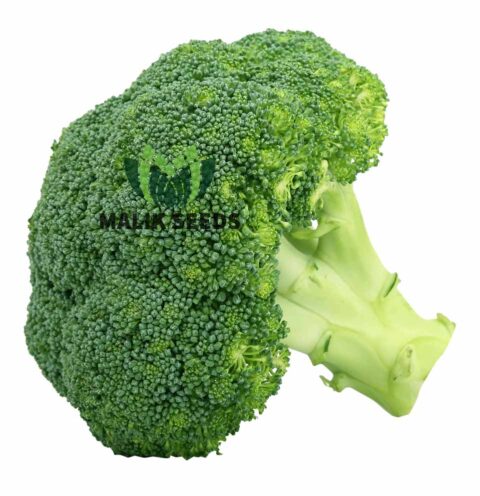 Our Products | A.R. Malik Seeds Pvt. Ltd