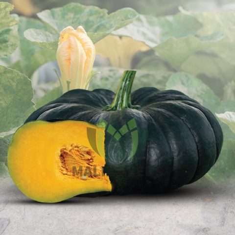 Pumpkin Varieties | A.R. Malik Seeds Pvt. Ltd