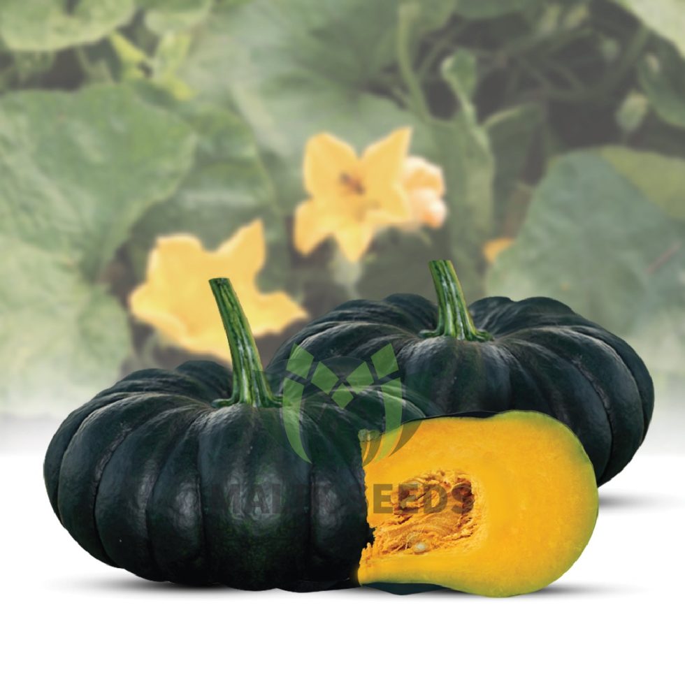 Pumpkin Varieties | A.R. Malik Seeds Pvt. Ltd